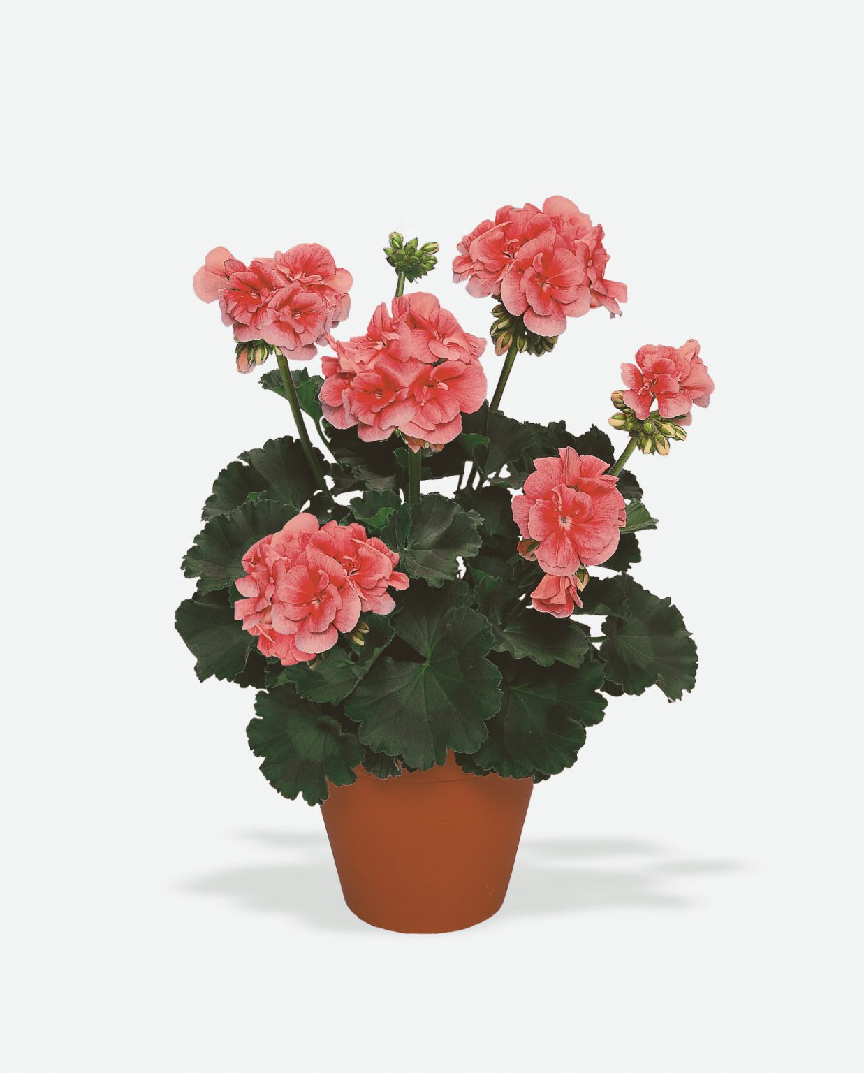 GÉRANIUM DOUBLE Darko® Salmon (Lorena) | Géranium ZONAL | Boutures ...