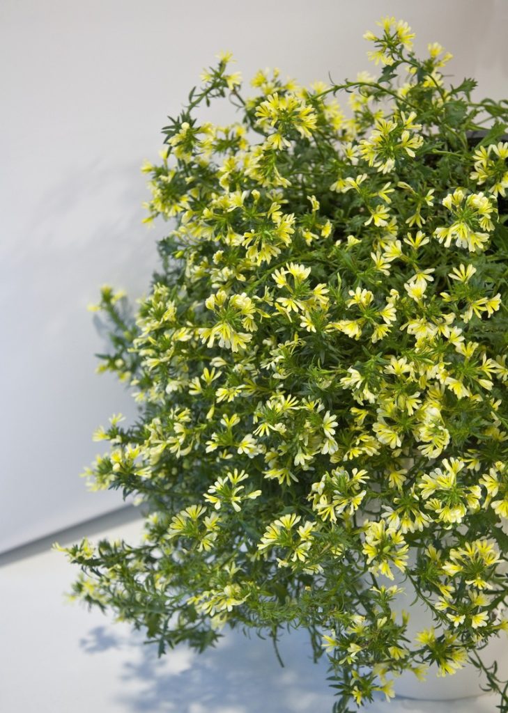 SCAEVOLA Scalora© Suntastic Improved | Scaevola | Boutures | Zyromski ...