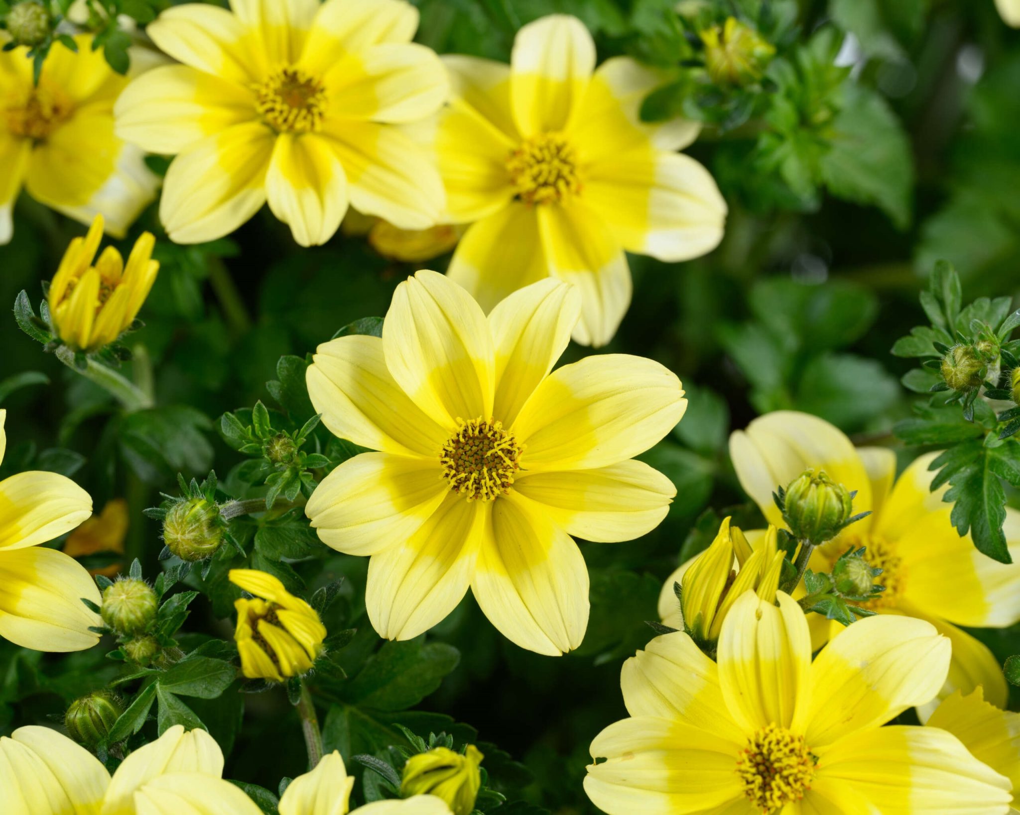 BIDENS Yellow Splash | Bidens | Boutures | Zyromski Production