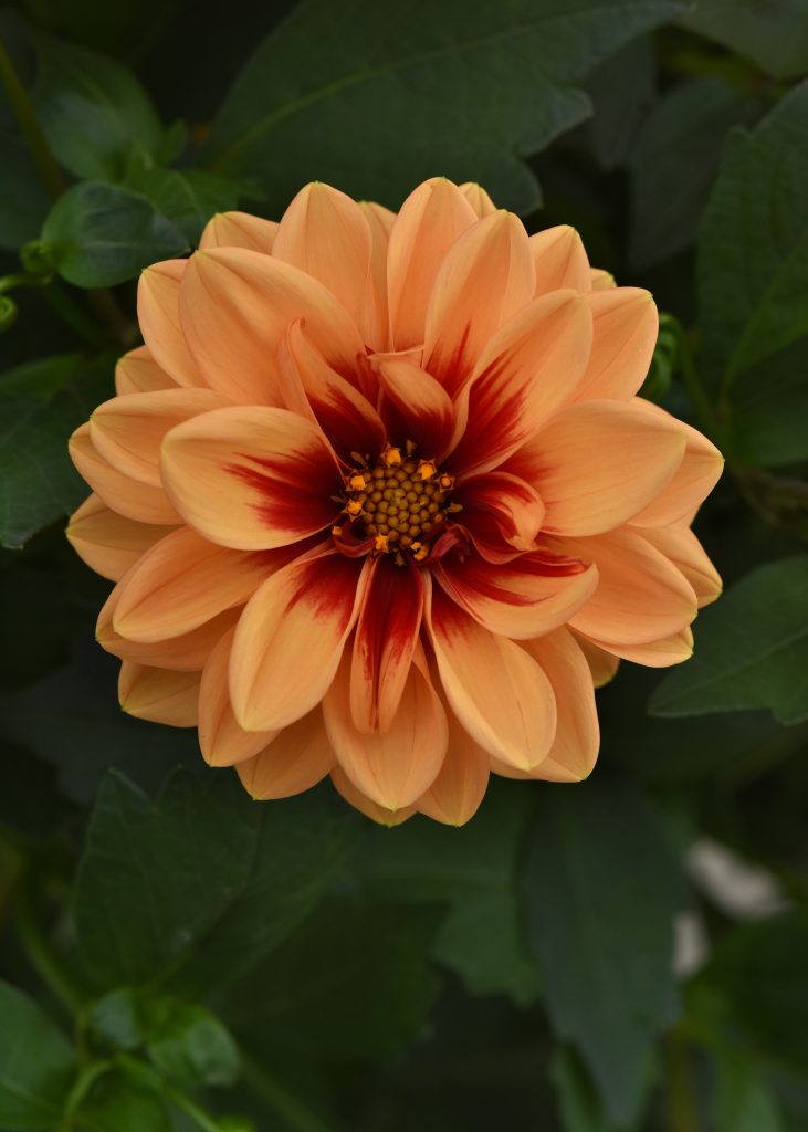 Dahlia Dalaya Apricot Red Eye | DAHLIAS | Boutures | Zyromski Production