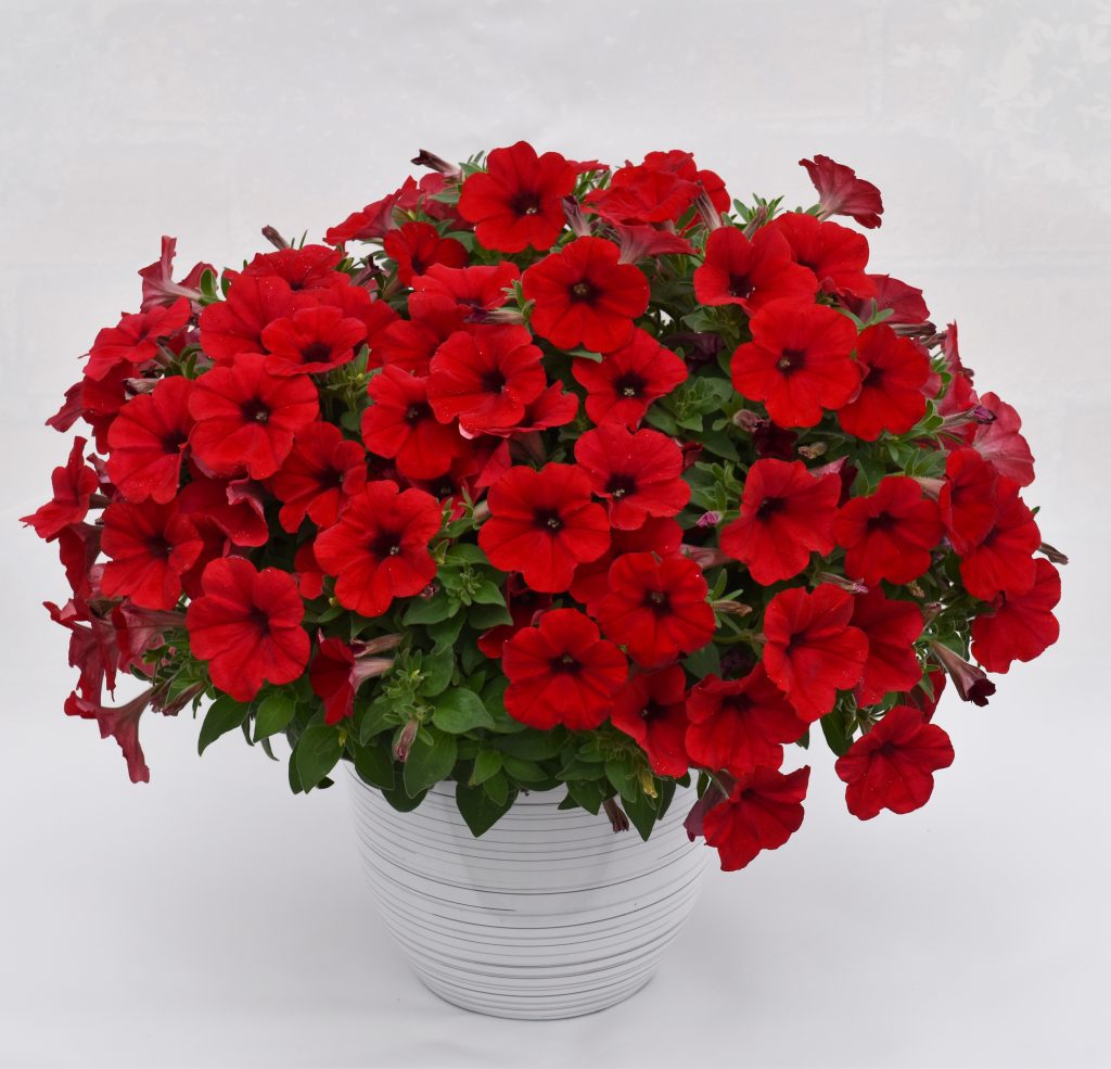 PÉTUNIA VÉGÉTATIF Inferno® The Red | PÉTUNIA VÉGÉTATIF | Boutures | Zyromski Production