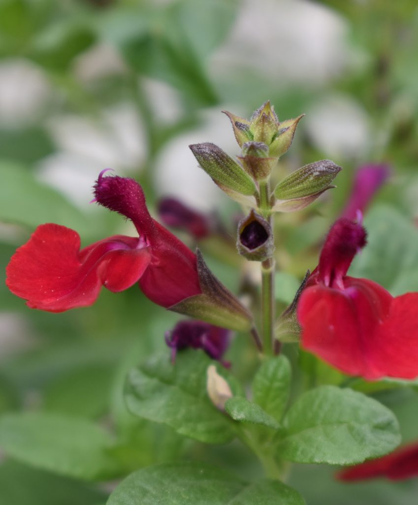 Salvia Tanami Red | Salvia | Boutures | Zyromski Production