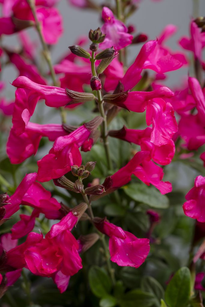 Silvia Tanami Salmon | Salvia | Boutures | Zyromski Production