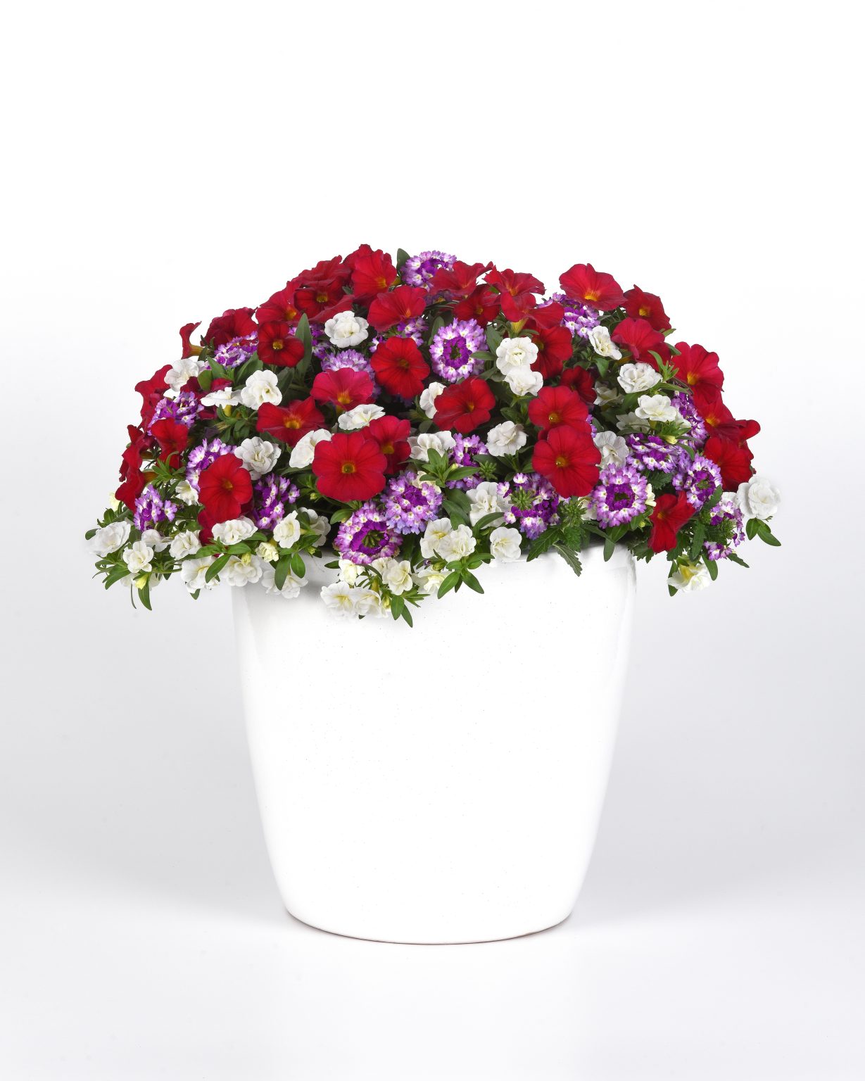 COMBO Trixi™ Mulberry Street | COMBO | Boutures | Zyromski Production