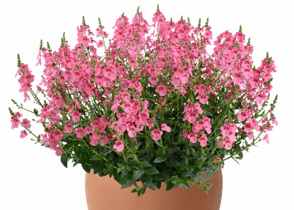 DIASCIA Trinity Pink | DIASCIA | Boutures | Zyromski Production