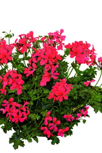 Cuttings Alpine Geranium | Zyromski