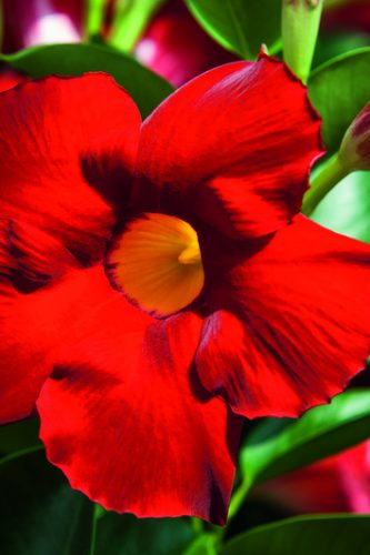 Cuttings Mandevilla | Zyromski