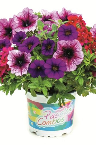 Cuttings Combo | Zyromski