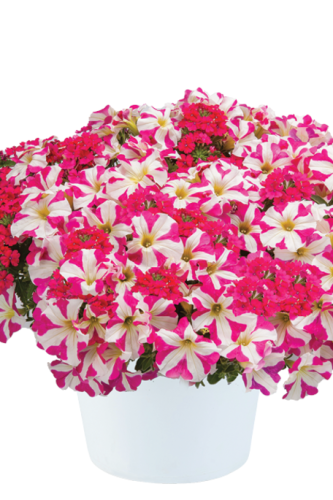 Cuttings Combo | Zyromski